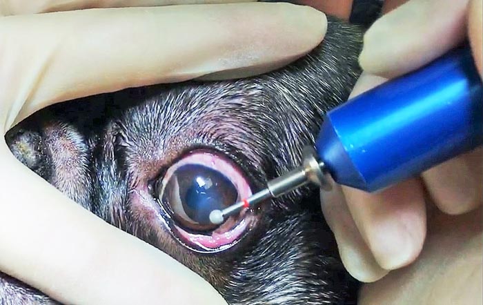 Case of canine spontaneous chronic corneal epithelial defect
