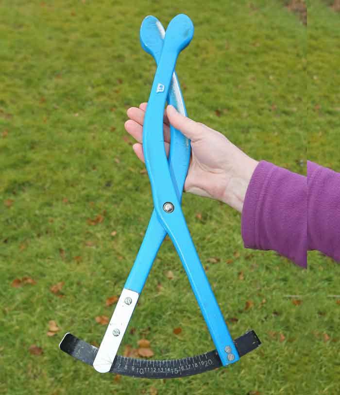 Techniques in accurate pelvic measurement of beef heifers