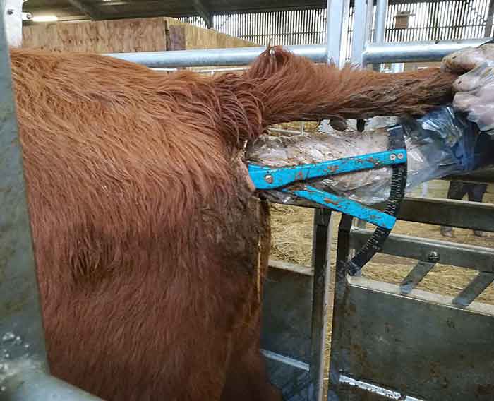 Techniques in accurate pelvic measurement of beef heifers