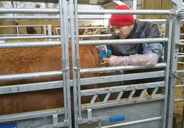 Techniques in accurate pelvic measurement of beef heifers