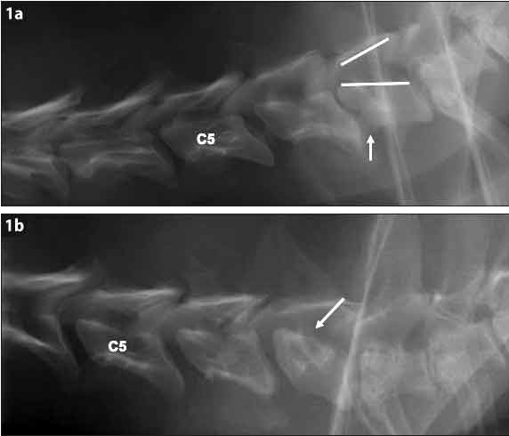 Cervical spondylomyelopathy in dogs – diagnosis and treatment