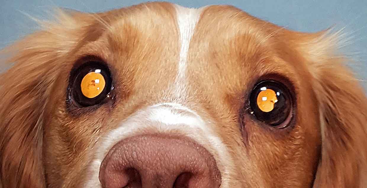 Getting the most from companion animal eye examinations