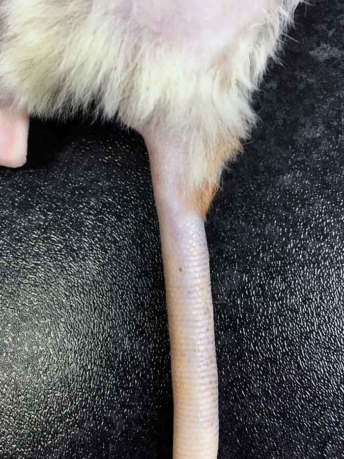 Surgical removal of soft tissue mass in a pet rat