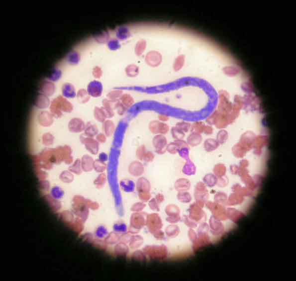 Use of blood smears to diagnose vector-borne pathogens of cats and dogs