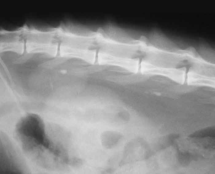 Identifying chronic kidney disease in dogs and cats