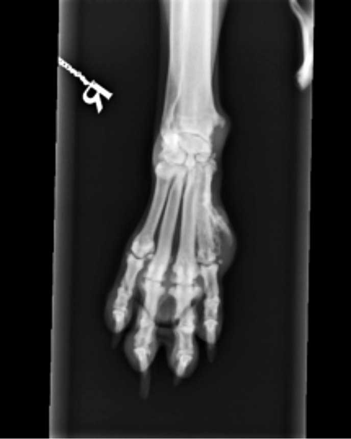 Fungal osteomyelitis in a dog