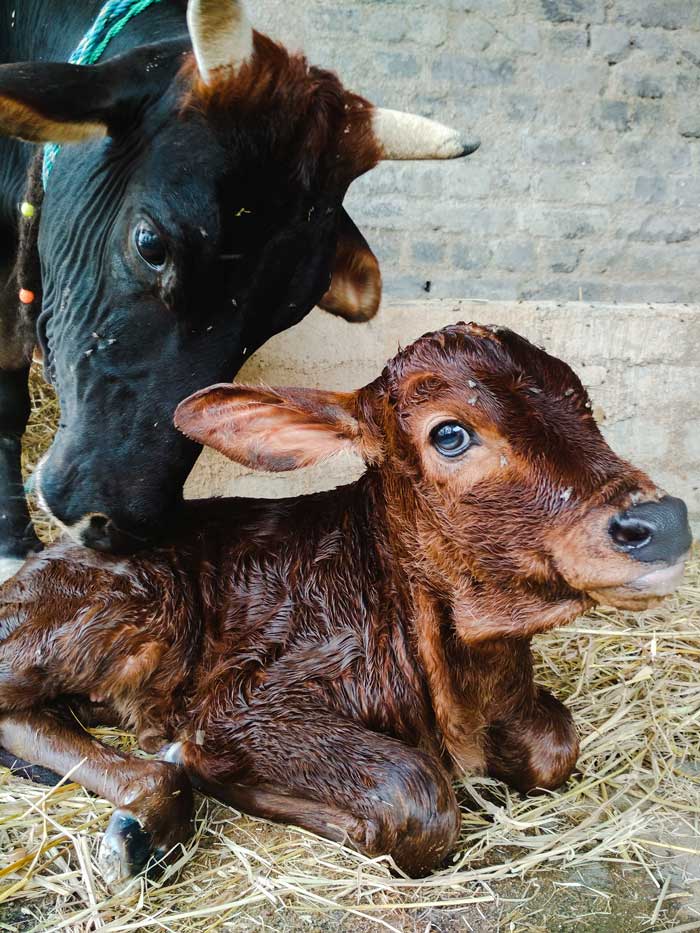 Measurement of passive transfer of immunity in calves