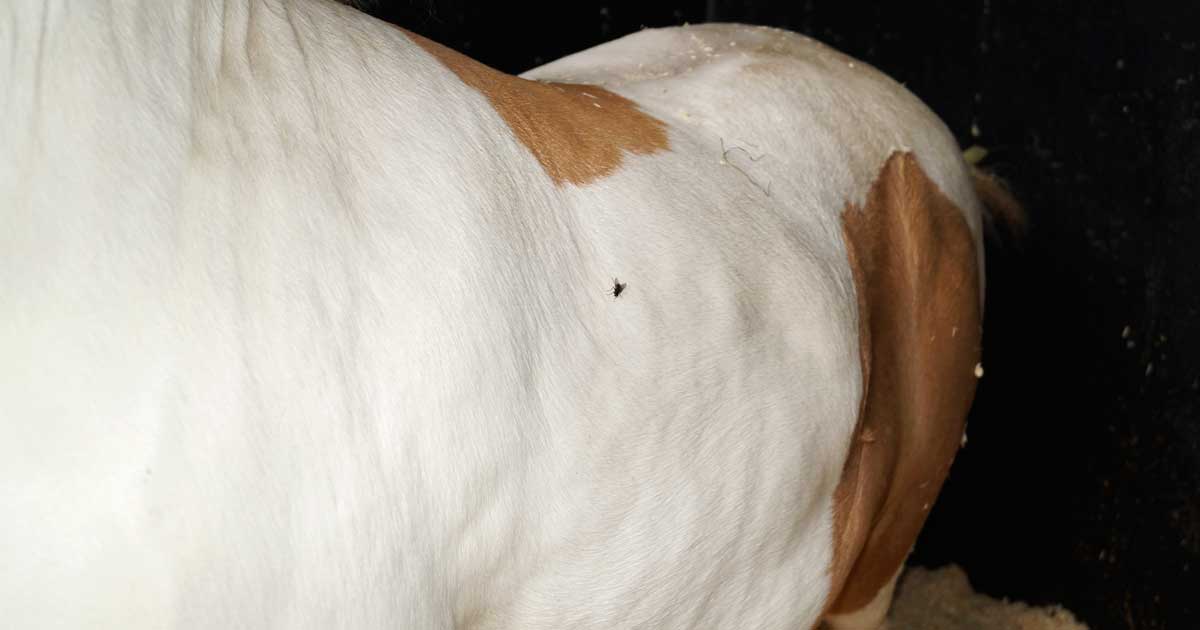 Equine obesity: the most common risk factor for laminitis in the UK?