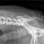 Screw tail and tail fold pyoderma – medical and surgical updates