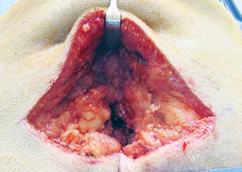 Screw tail and tail fold pyoderma – medical and surgical updates