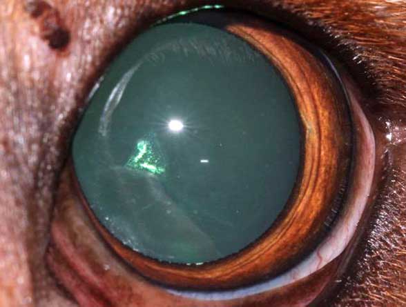Canine cataracts: classification, aetiology and complications