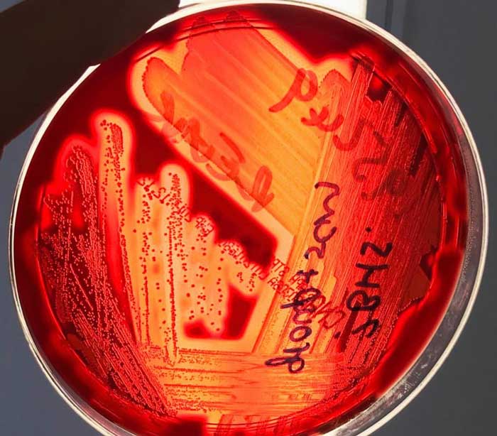Microbiology testing in dogs and cats: an overview