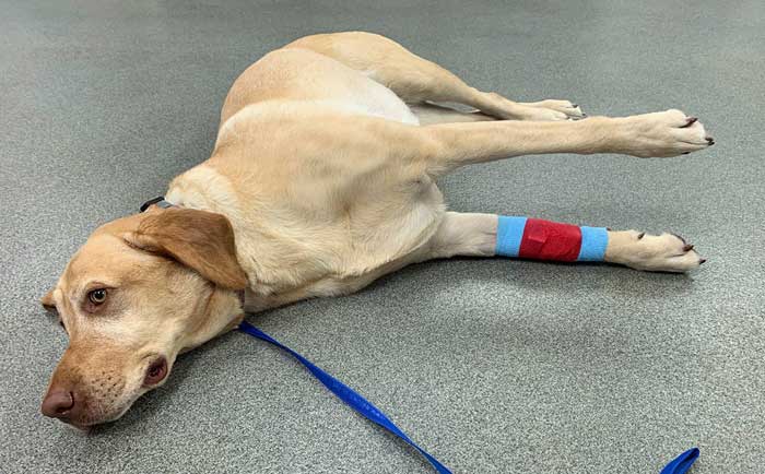 Neurological examination of spinal patients, part 1