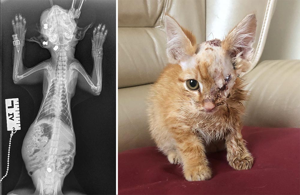 Pieces of lead removed from little Pirate