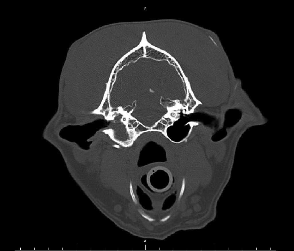 Treatment and management of otitis in dogs and cats