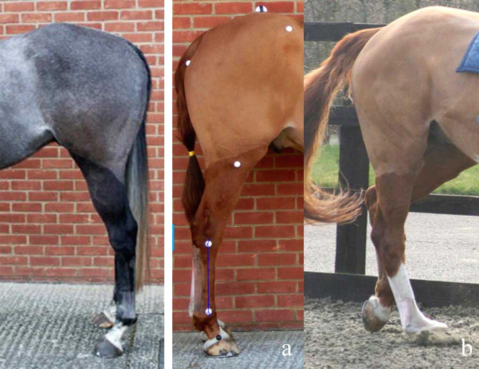 Equine hindlimb proximal suspensory ligament injuries