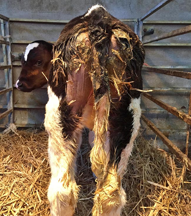 Calf scour: vigilance and preventive strategies in the preweaning period