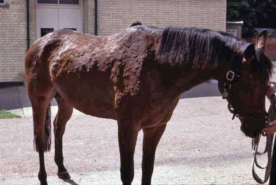 Equine atopic dermatitis – latest on diagnosis and management