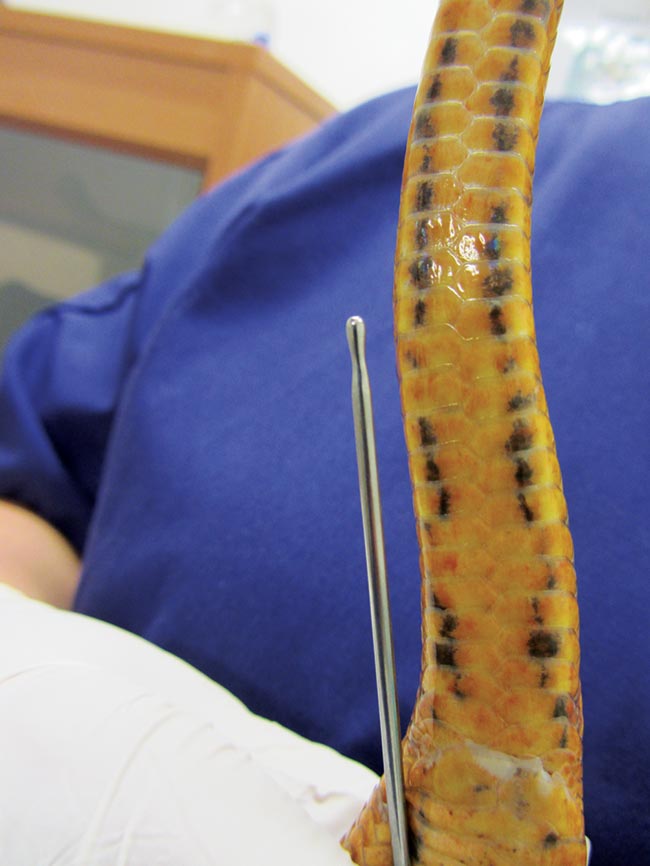 Snakes: husbandry and common health problems