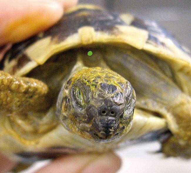 Vet Times: Latest Veterinary News, Jobs & Clinical Resources