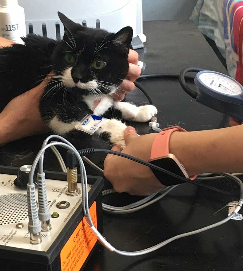 Feline hypertension