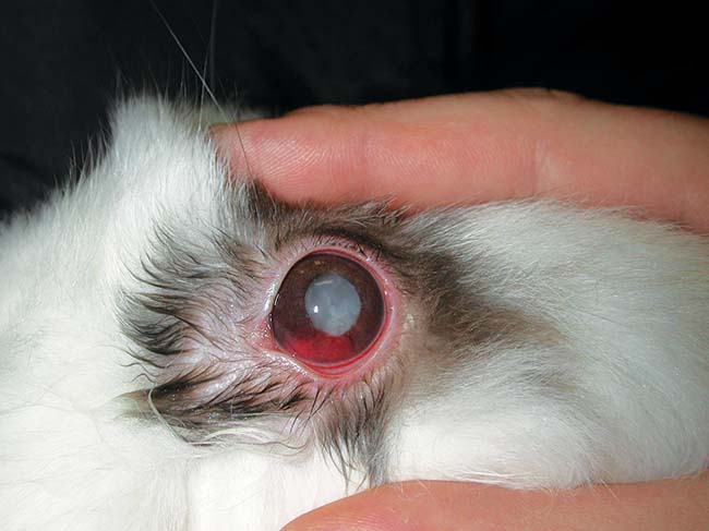 Treatment of Encephalitozoon cuniculi infection in rabbits