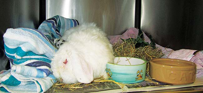 Treatment of Encephalitozoon cuniculi infection in rabbits