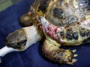 Managing tortoise shell injuries