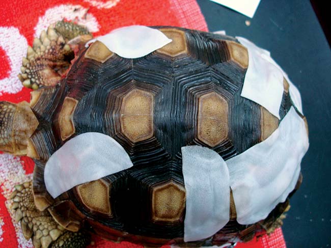 Managing tortoise shell injuries