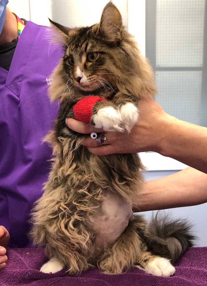 Vet Times: Latest Veterinary News, Jobs & Clinical Resources