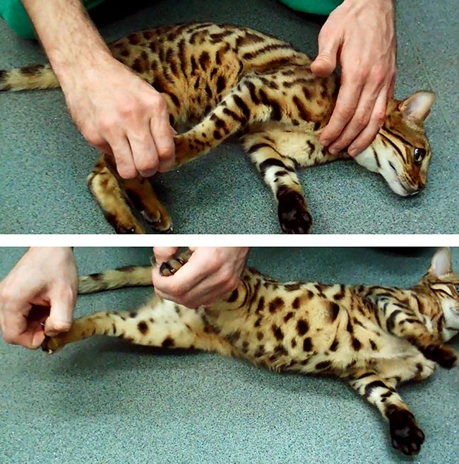 How to perform a neurological examination in a feline patient