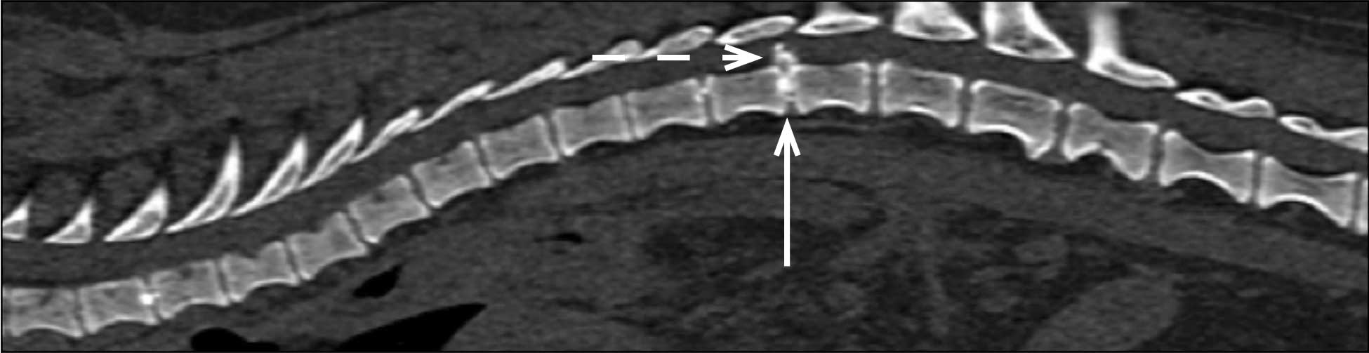 Genetics of disc disease in chondrodystrophic dogs