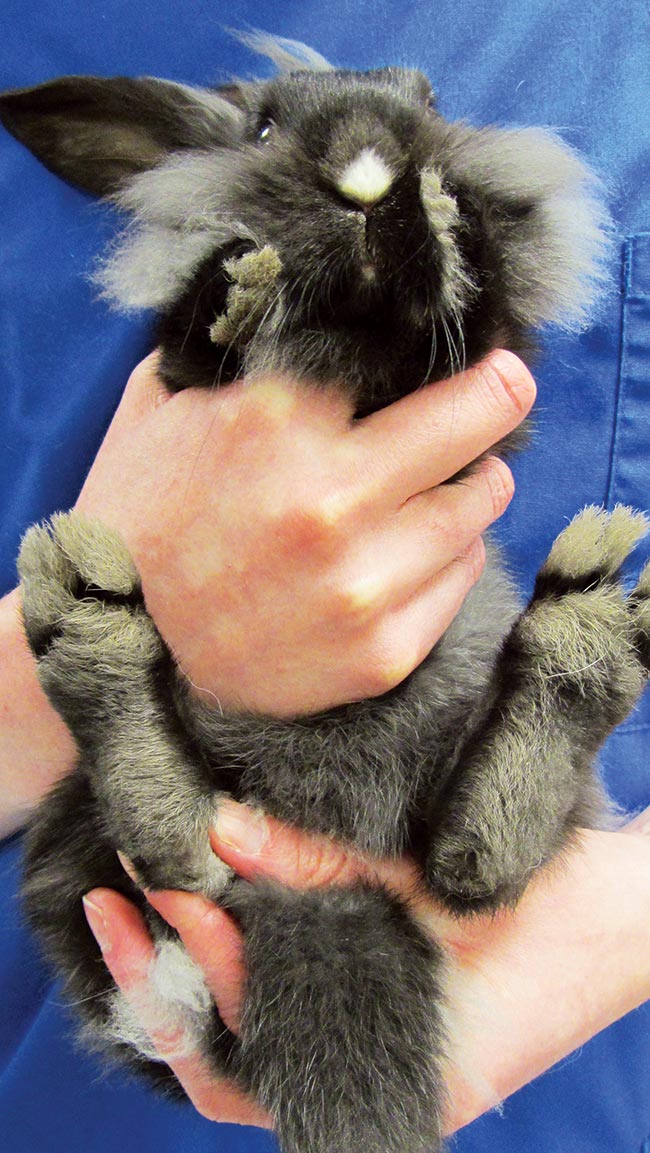Pododermatitis in rabbits: an under-recognised problem