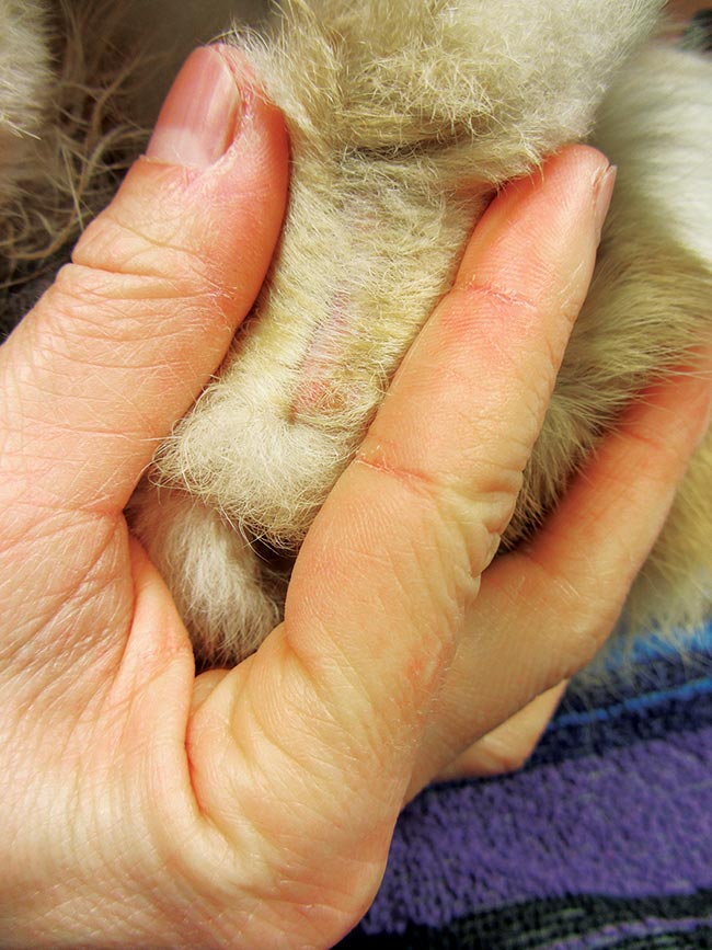 Pododermatitis in rabbits: an under-recognised problem