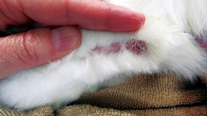 Pododermatitis in rabbits: an under-recognised problem