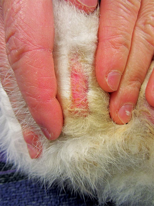Pododermatitis in rabbits: an under-recognised problem