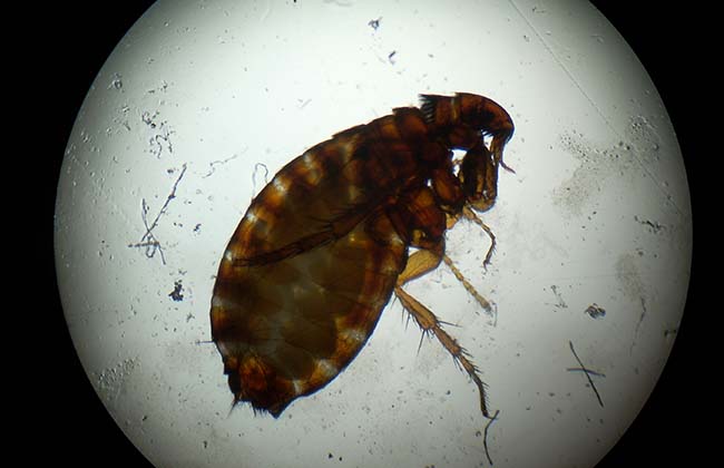 Fleas – three cases of control breakdown and how to rectify it