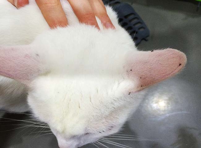 Fleas – three cases of control breakdown and how to rectify it