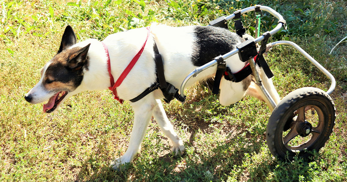 Degenerative myelopathy in dogs: symptoms and treatments