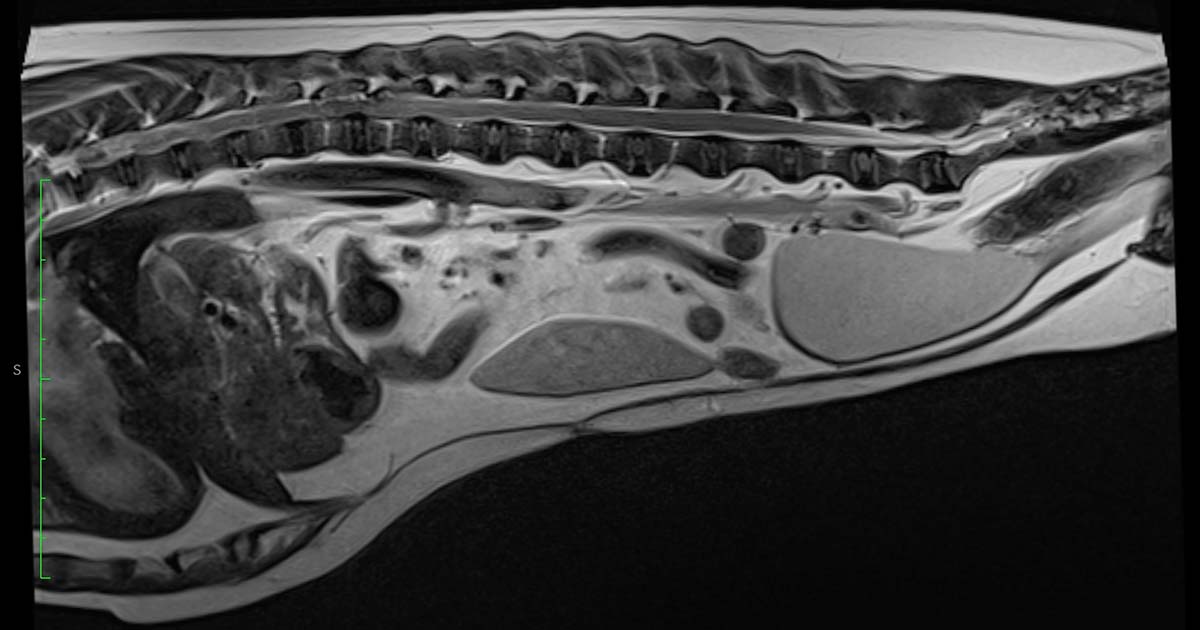 Surgical management of disc disease in dogs