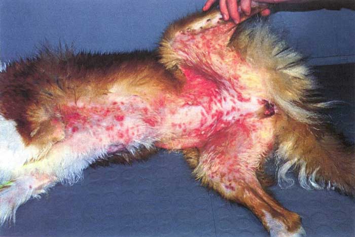 Recognising cutaneous variants of canine lupus erythematosus