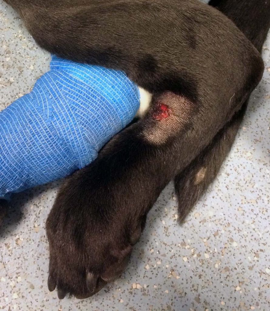 Examples of cutaneous lesions caused by Alabama rot