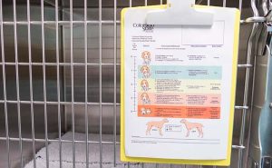 Help! It’s an emergency – procedure for nursing ECC patients