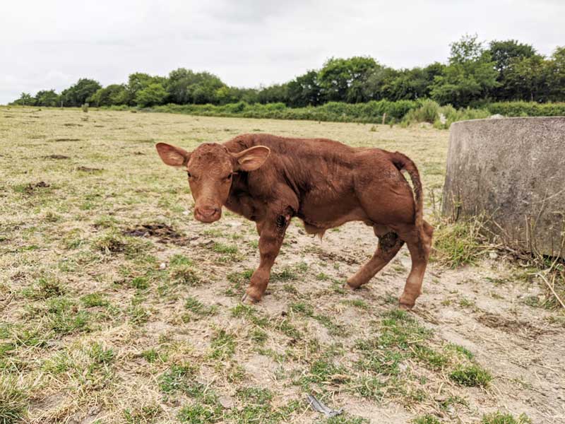 Role of key trace elements on health and fertility