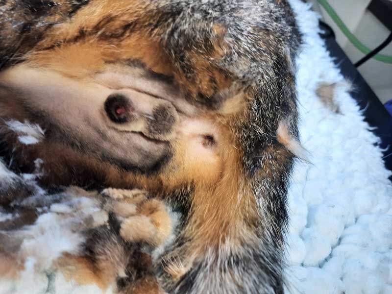 The cat with three testicles – a case of interstitial cell tumour