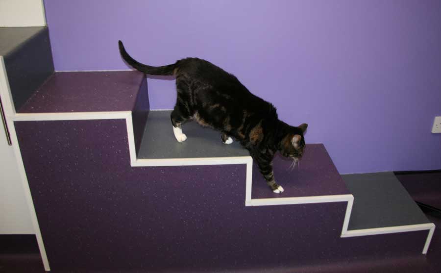 Degenerative joint disease: diagnosing arthritis in cats