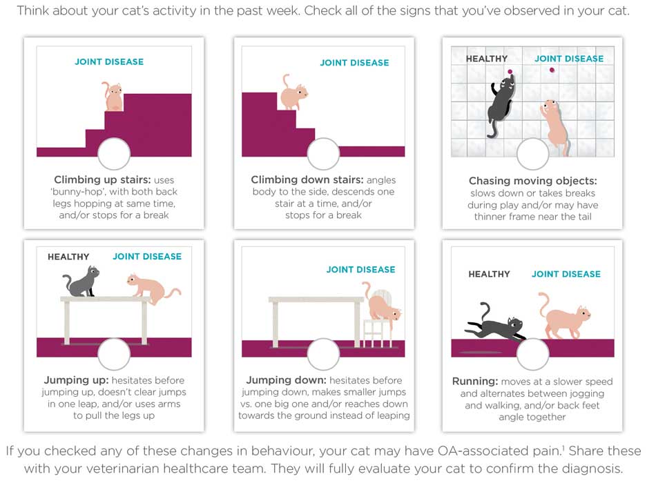 Degenerative joint disease: diagnosing arthritis in cats