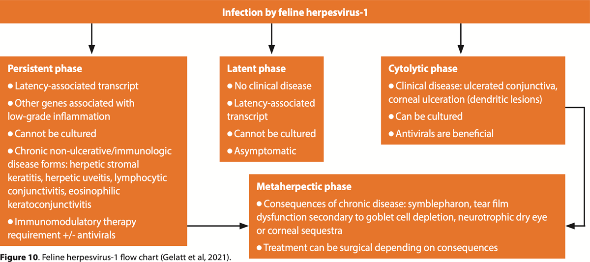 Conjunctivitis in dogs and cats – common pathogens and treatment