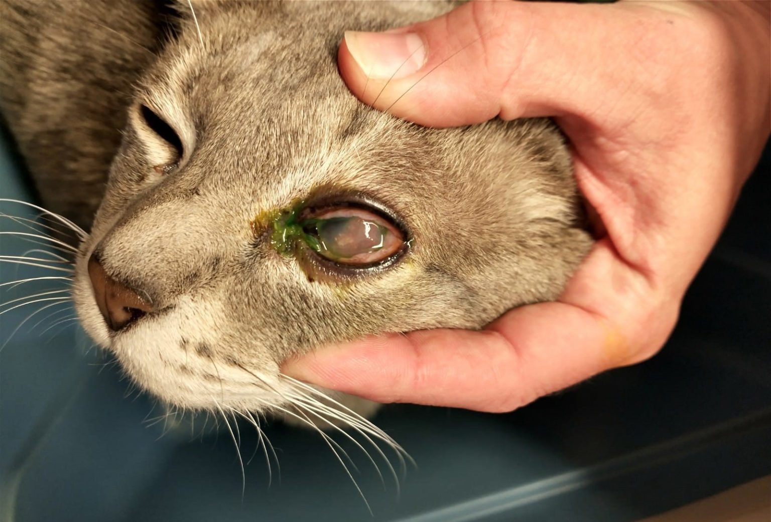 Conjunctivitis in dogs and cats – common pathogens and treatment