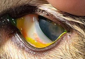 Conjunctivitis in dogs and cats – common pathogens and treatment